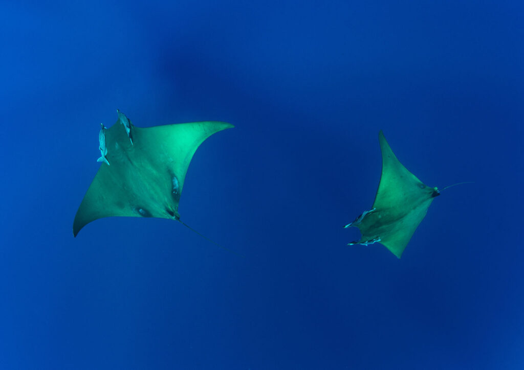 Networking - Research - AZA SAFE Shark and Ray